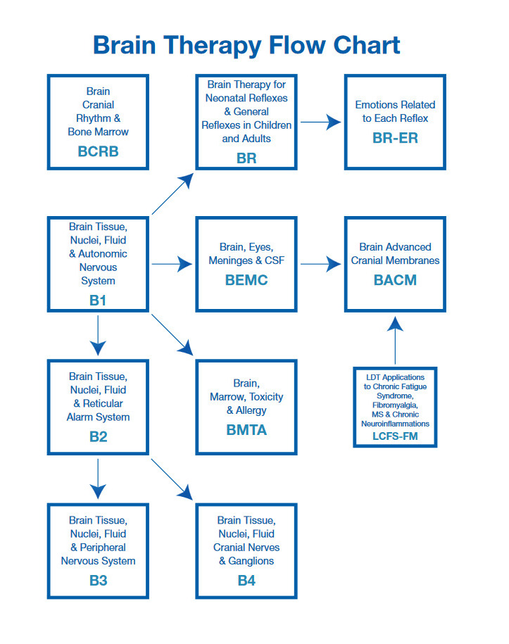 Brain Curriculum Flowchart | Chikly Health Institute
